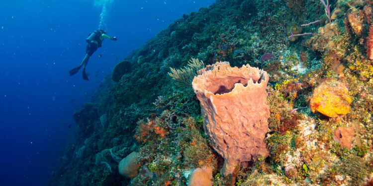 7 Fakta Unik tentang Spons Laut