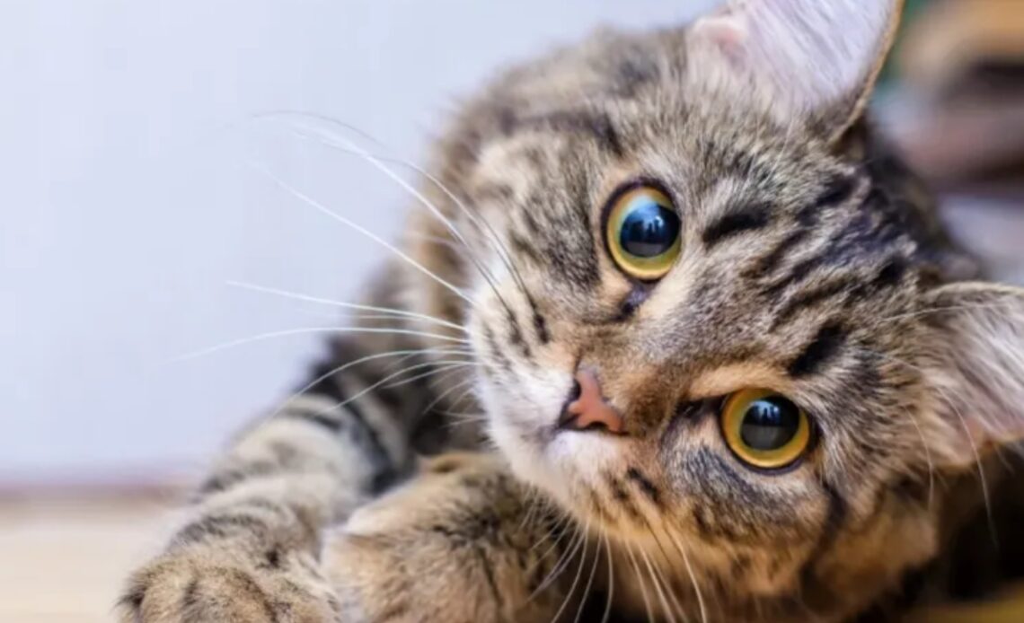 500+ Rekomendasi Nama Kucing Lucu yang Bagus