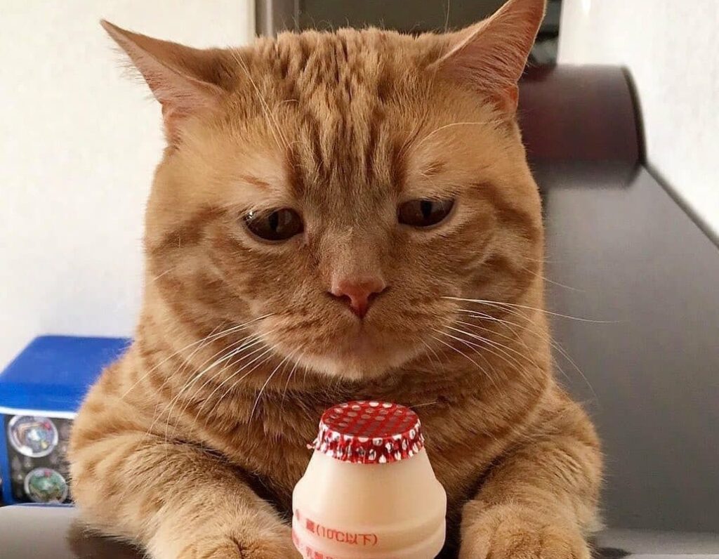 Apakah Kucing Boleh Minum Yakult ? Ini Jawabannya